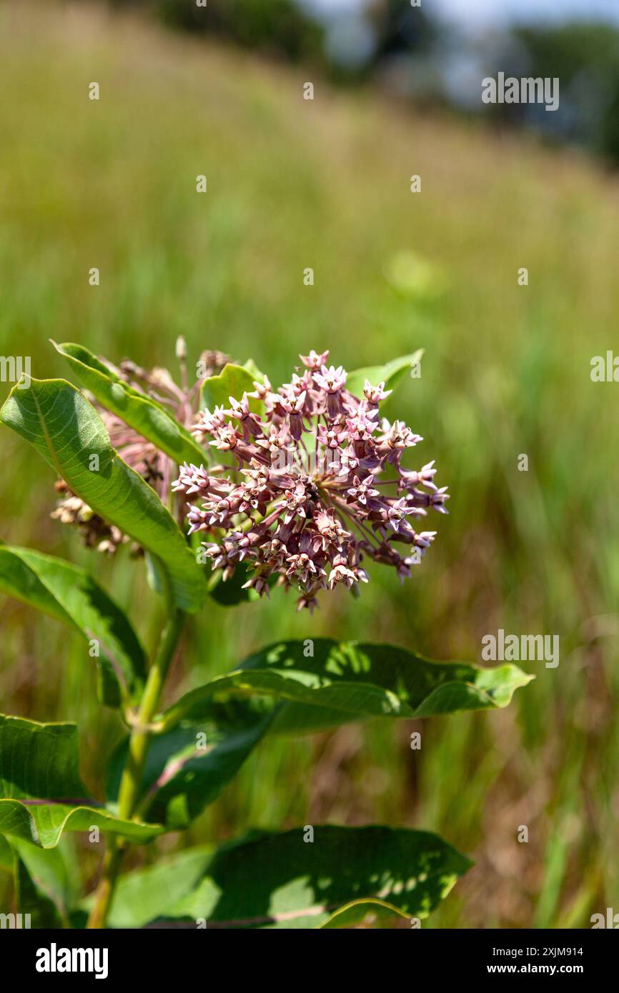 Pink native milkweed plants hi-res stock photography and images - Alamy