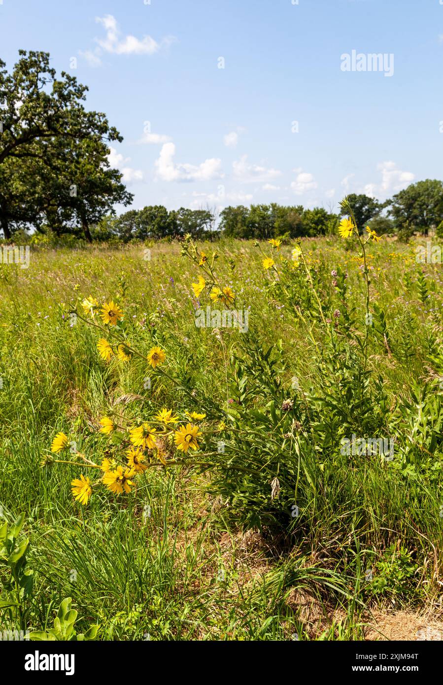 Compass plant hi-res stock photography and images - Alamy