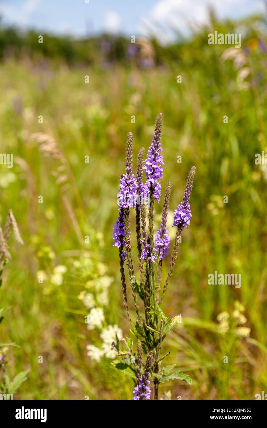 The purple flower stalks of the hoary vervain in a prairie in Illinois ...