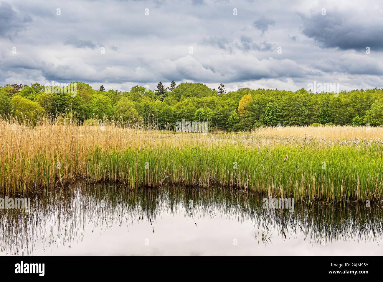 Pond reeds hi-res stock photography and images - Alamy