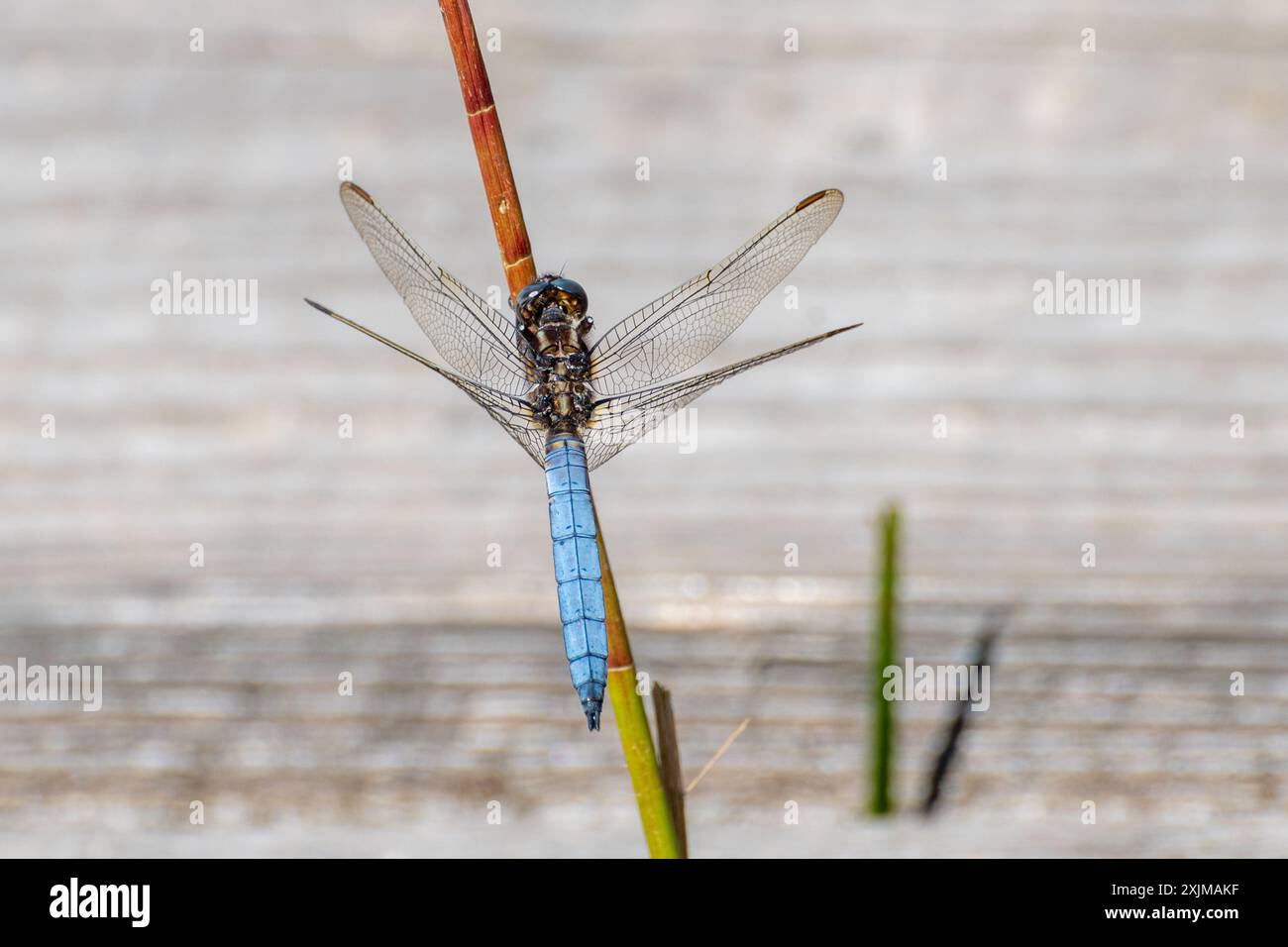Male great blue skimmer hi-res stock photography and images - Alamy