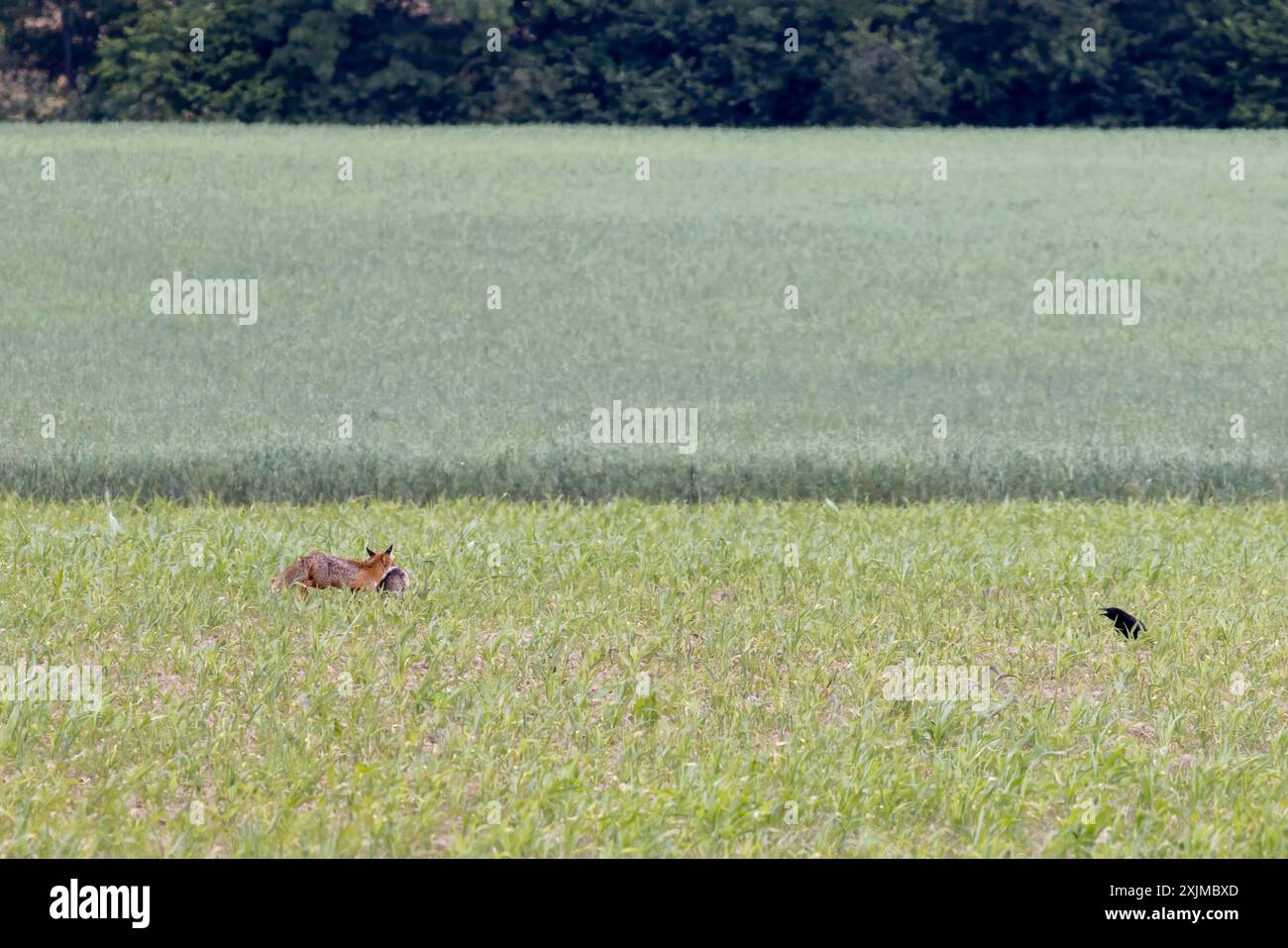 Fox running off with its kill Stock Photo - Alamy