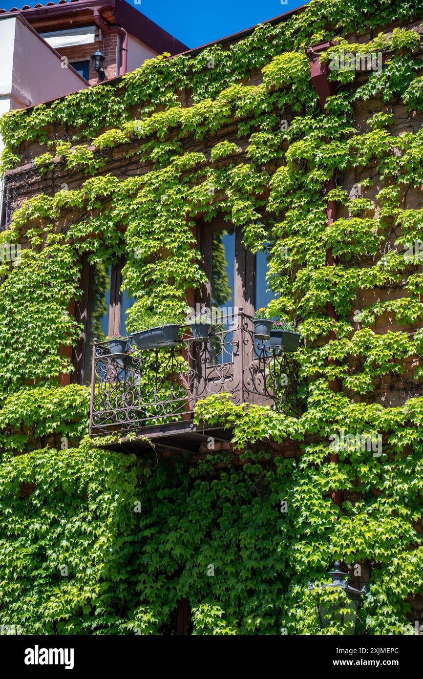 Green eco facade of building overgrown with vines. Lush foliage shrouded fronting, walls ...