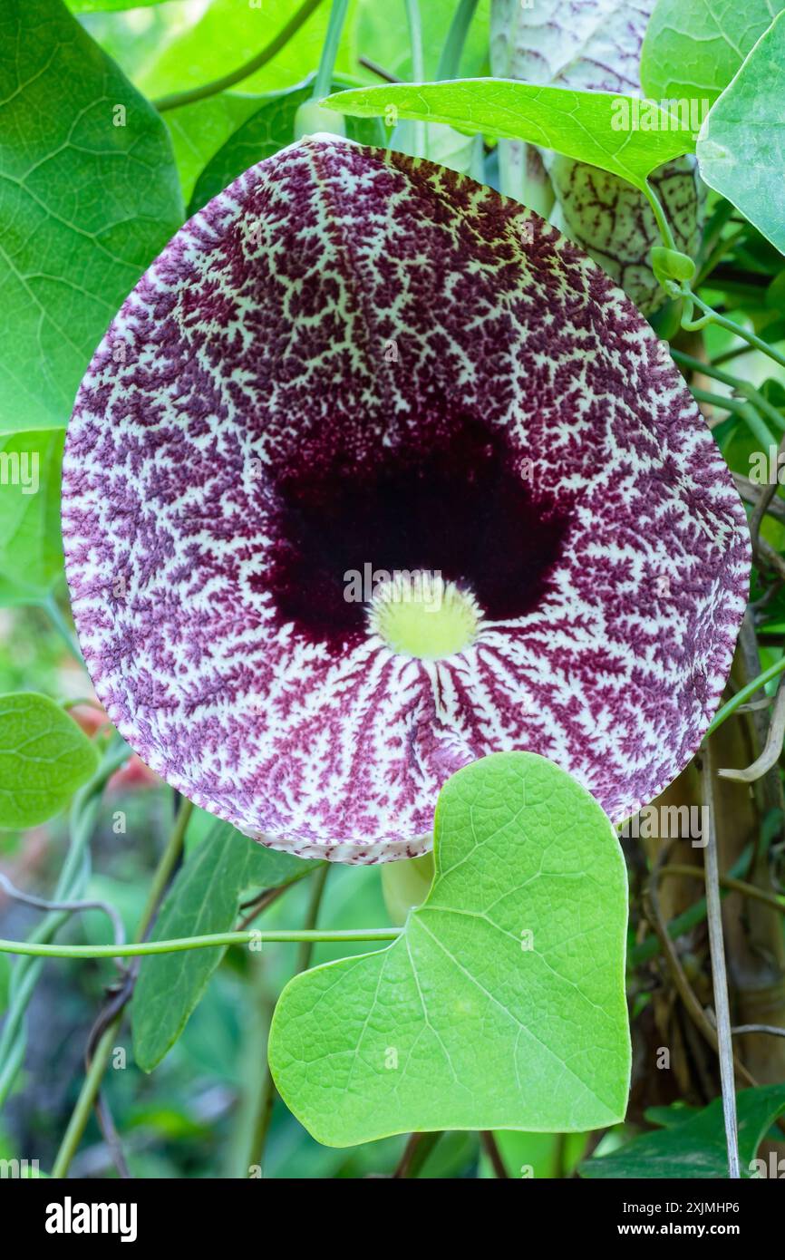 Calico flower or elegant Dutchman's pipe (Aristolochia littoralis ...