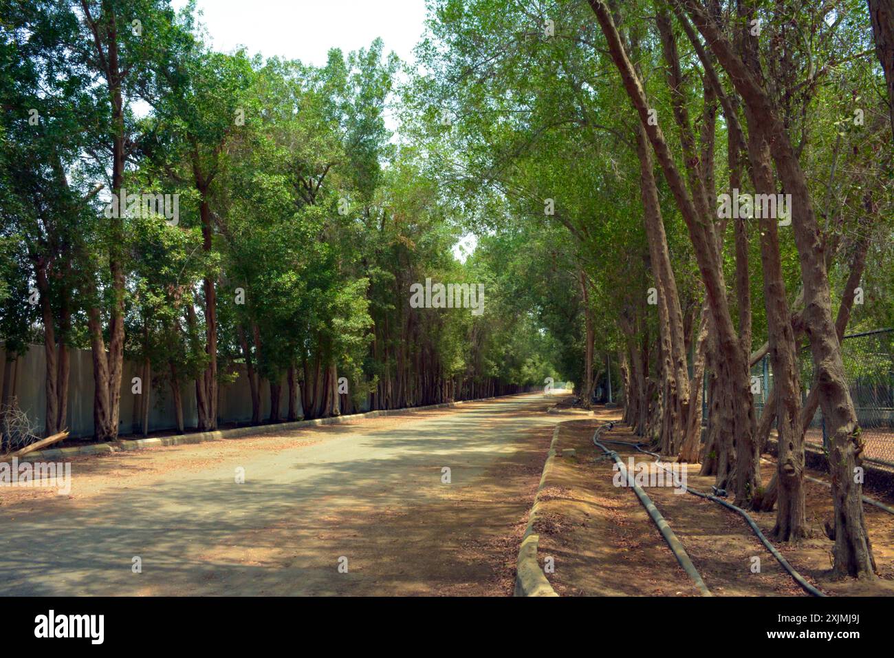 Beautiful road in saudi hi-res stock photography and images - Alamy