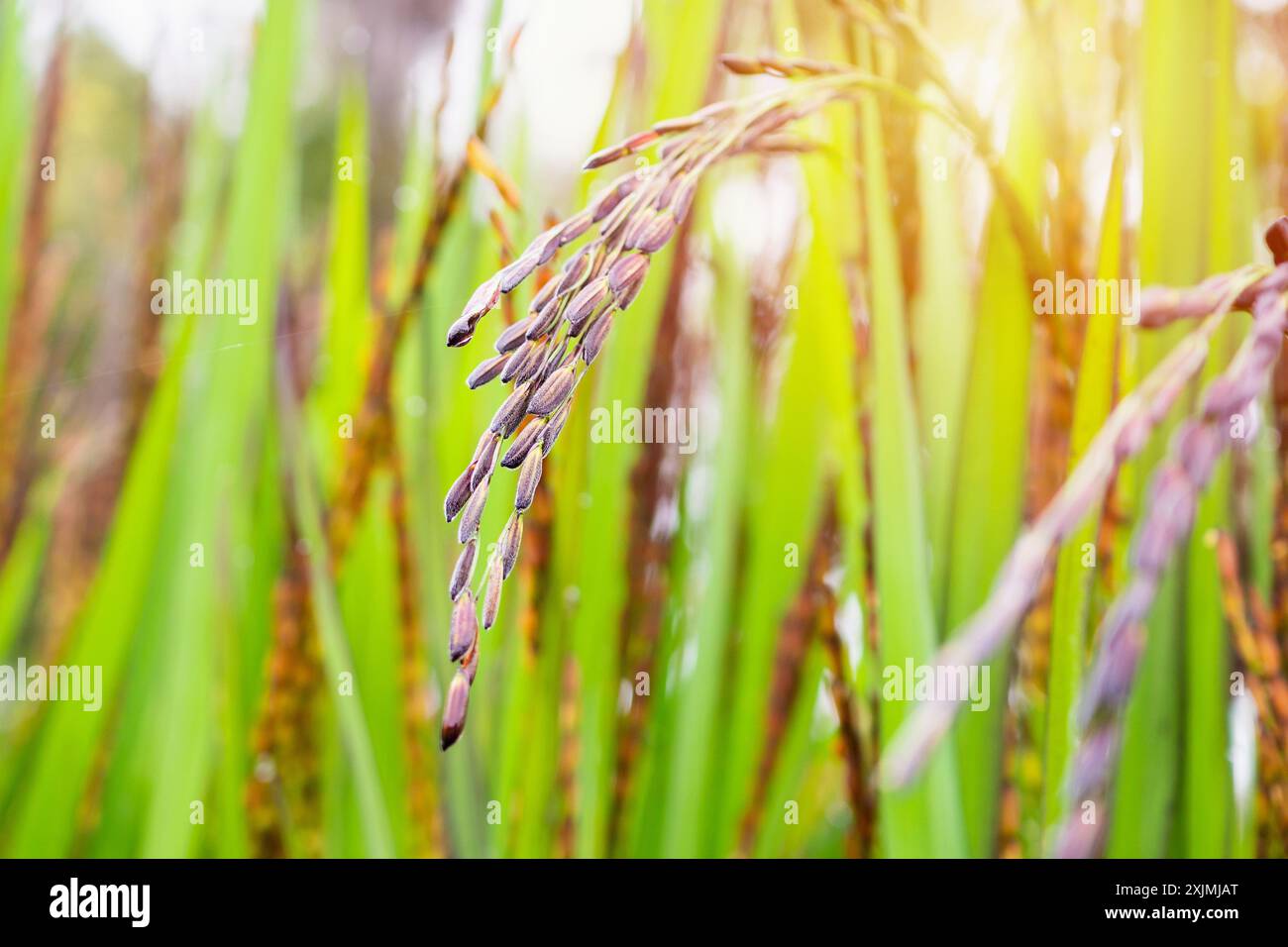 riceberry plant in green organic rice paddy field Stock Photo - Alamy