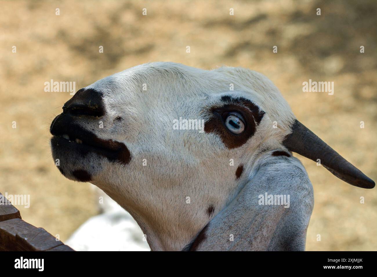 Beautiful goat's close up Stock Photo - Alamy