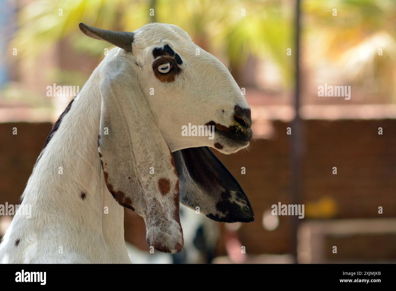Beautiful goat's close up Stock Photo - Alamy