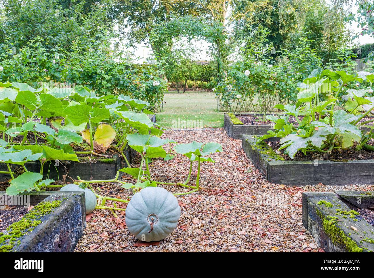 Winter squash Crown Prince growing in a vegetable garden in autumn, UK ...