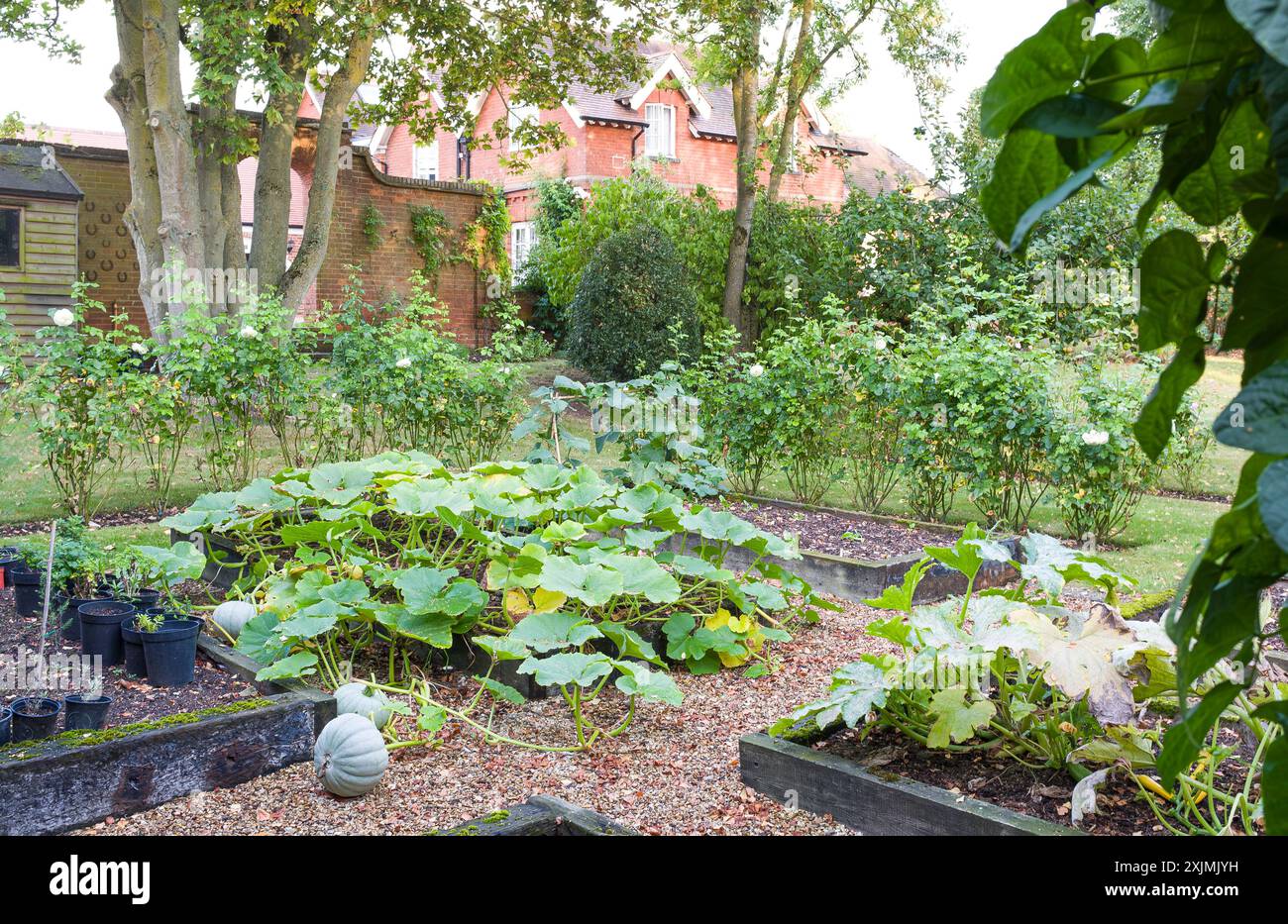 Winter squash Crown Prince growing in a vegetable garden in autumn, UK ...