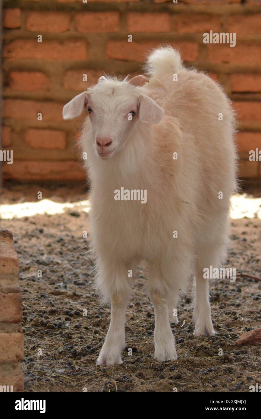 Goat farm saudi arabia hi-res stock photography and images - Alamy