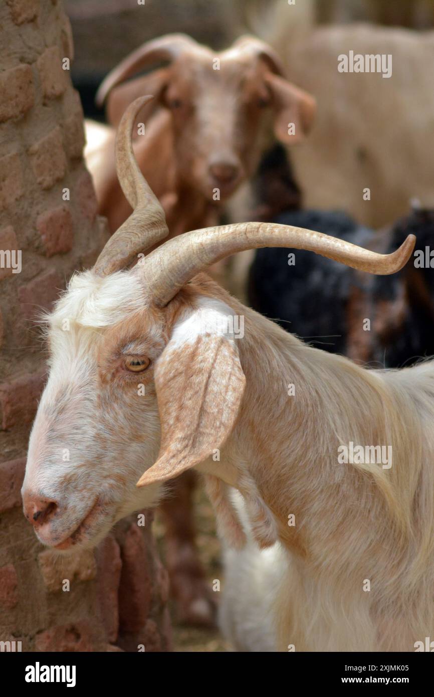 Beautiful goat's close up Stock Photo - Alamy