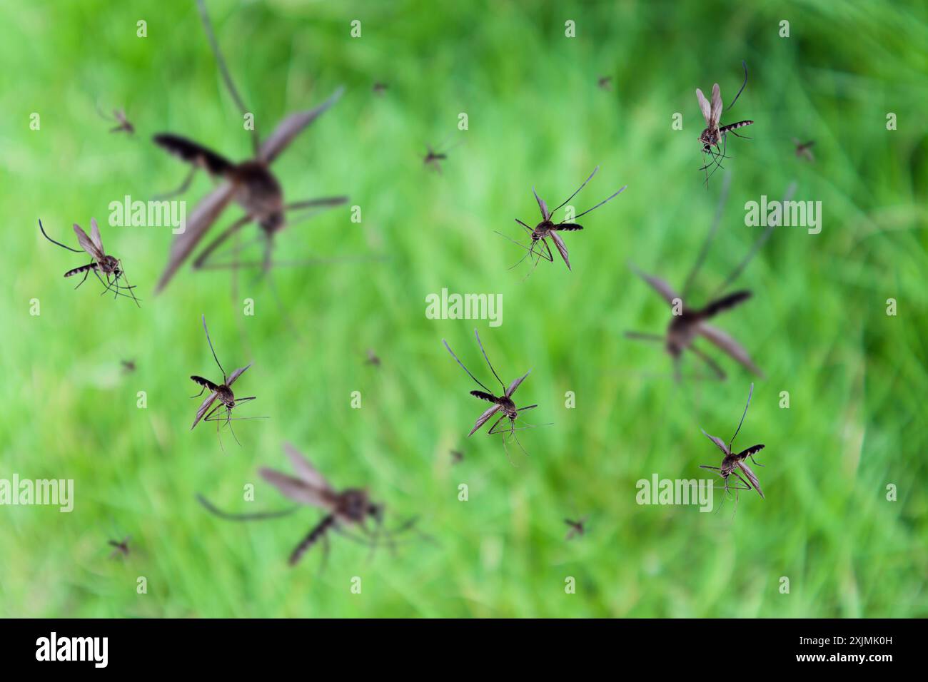 Female mosquito magnification hi-res stock photography and images - Alamy