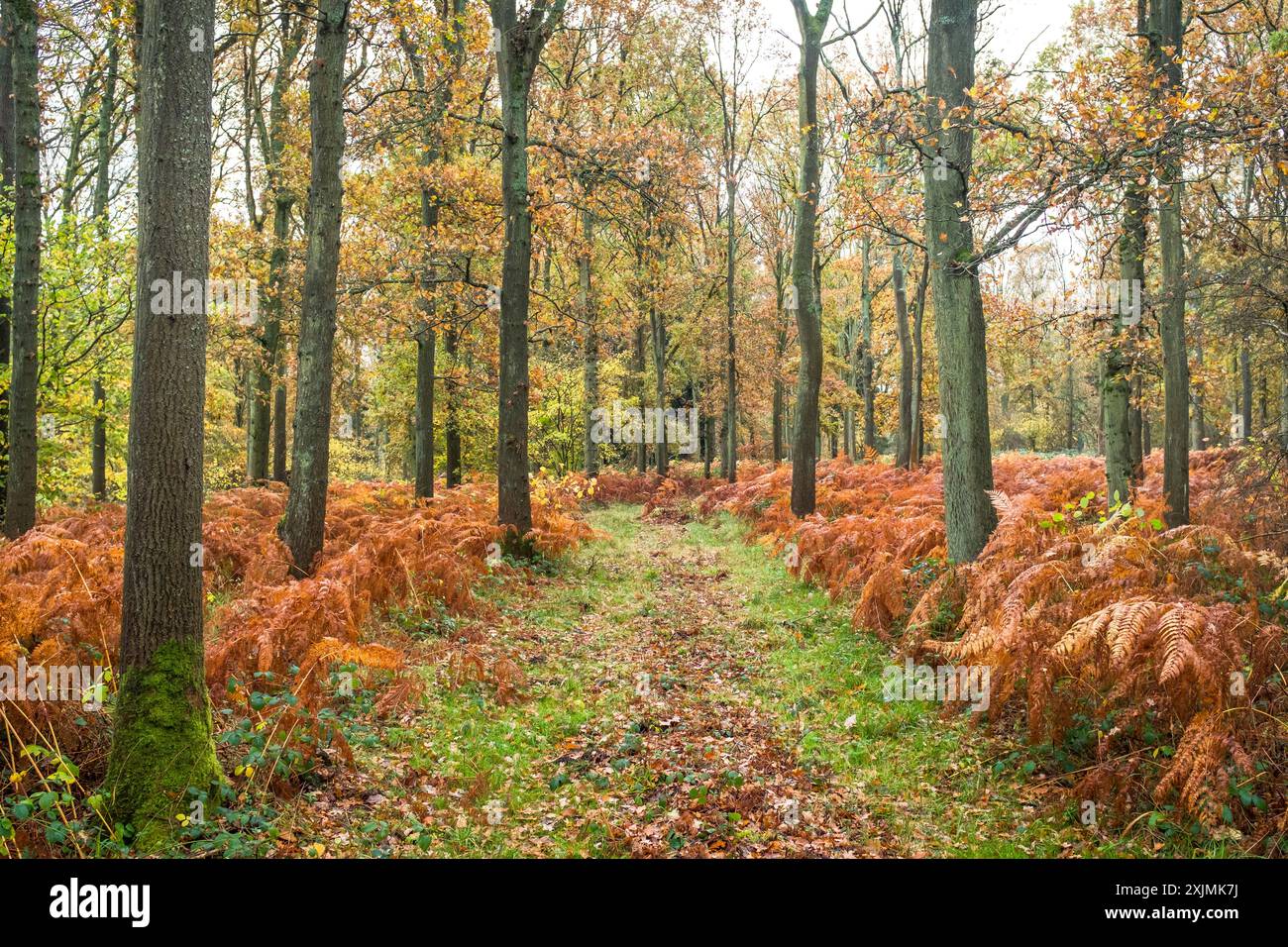 Trees with autumn foliage with a footpath through woodland, Aylesbury ...