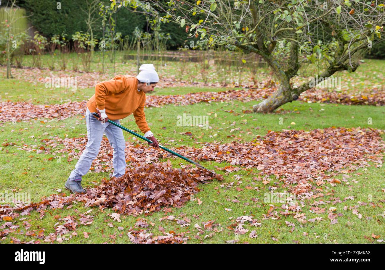 Indian woman raking leaves in autumn from a lawn in a large English ...