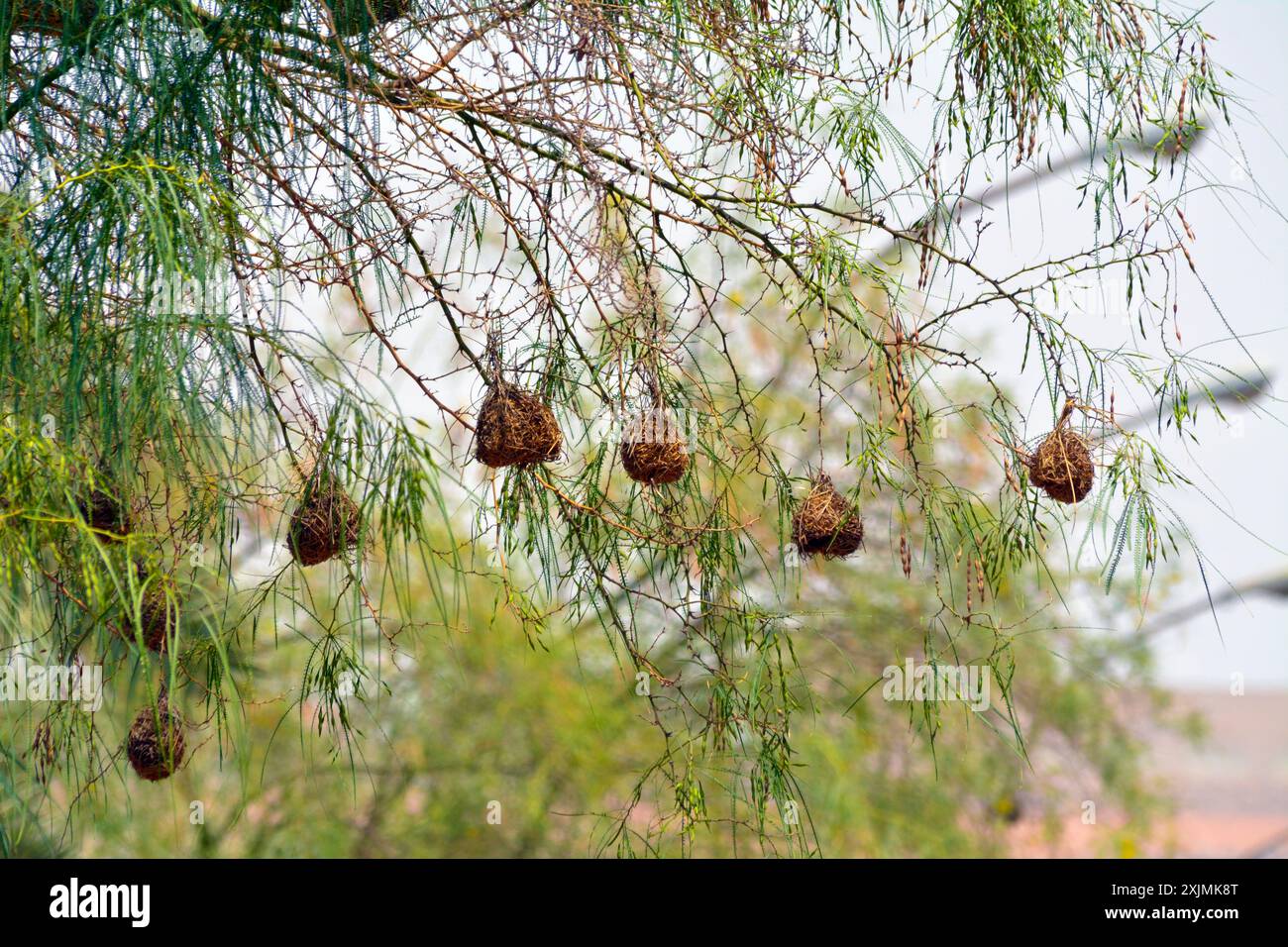 Bird nests on the tree Stock Photo - Alamy