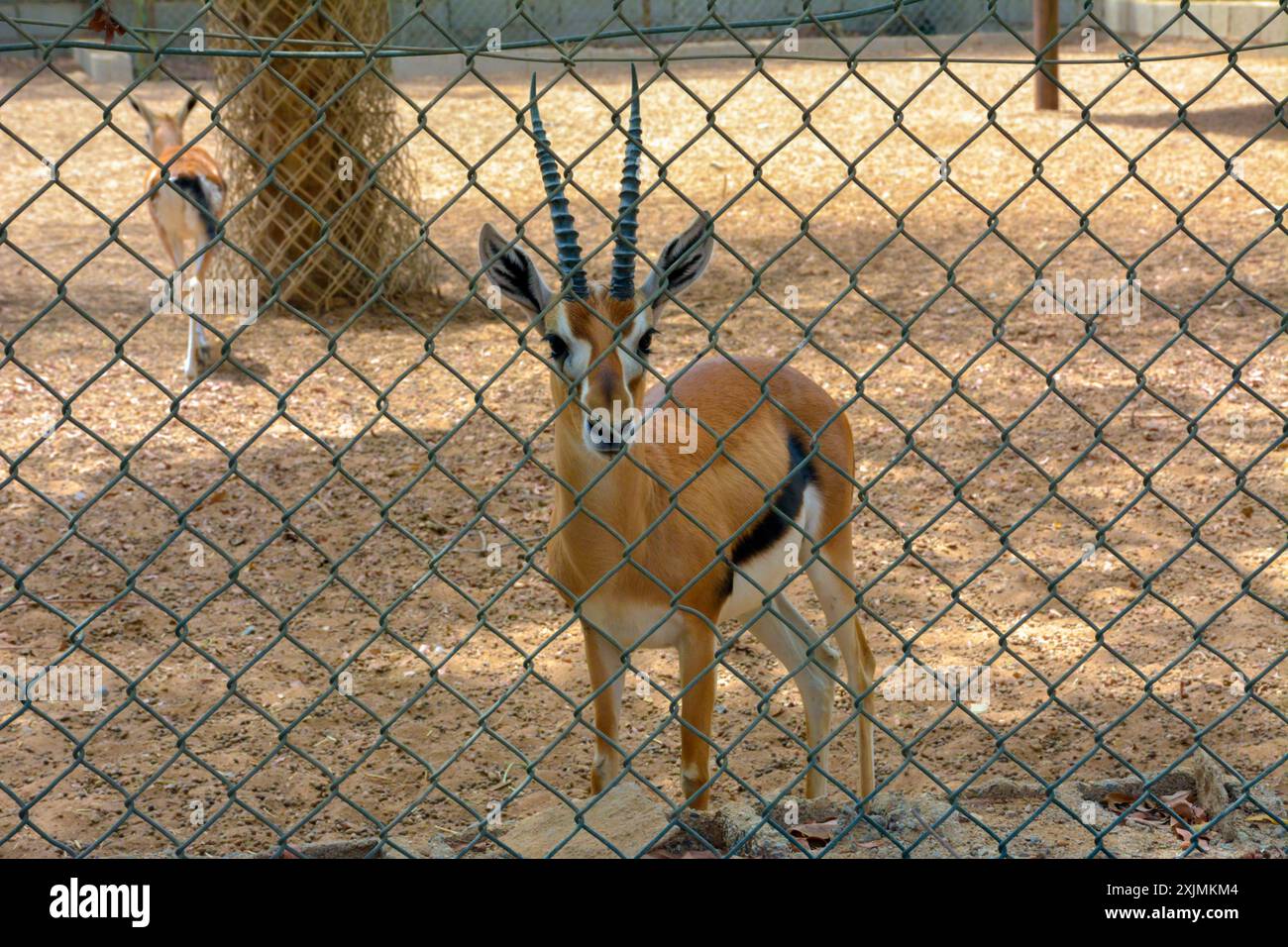 Deer in zoo Stock Photo - Alamy