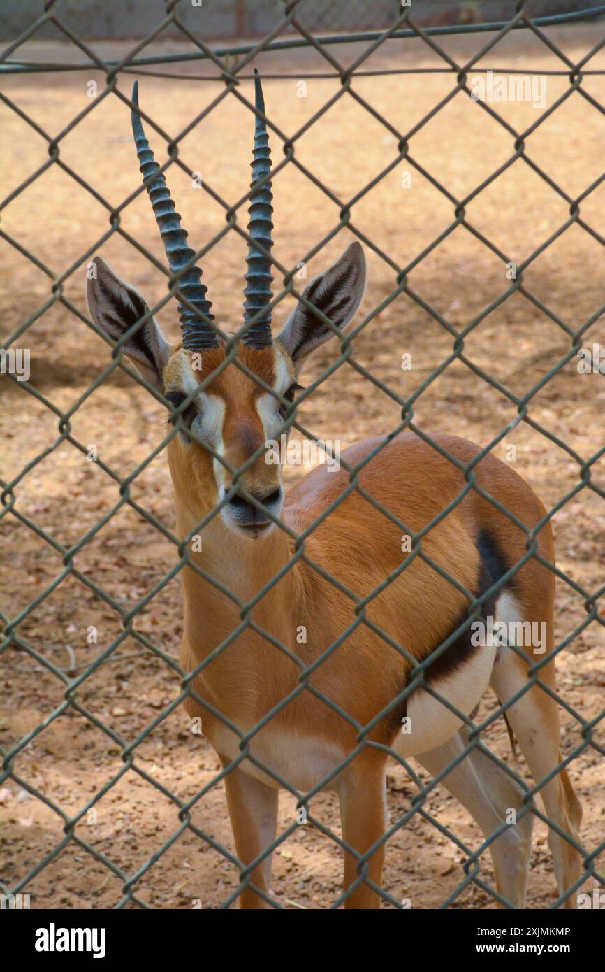 Deer in zoo Stock Photo - Alamy