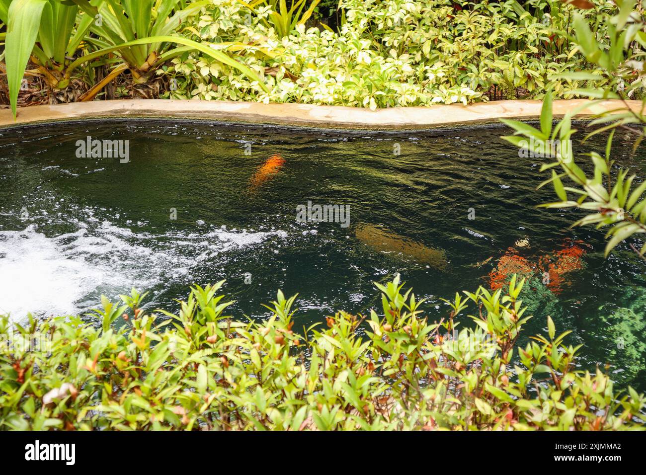 Colorful fishes backyard pond garden hi-res stock photography and ...