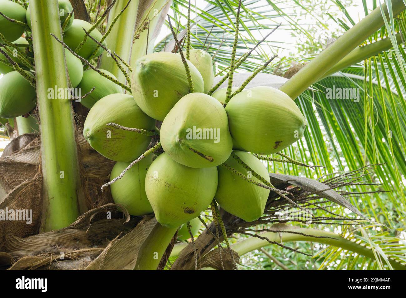 Fresh Coconut cluster on coconut tree Stock Photo - Alamy