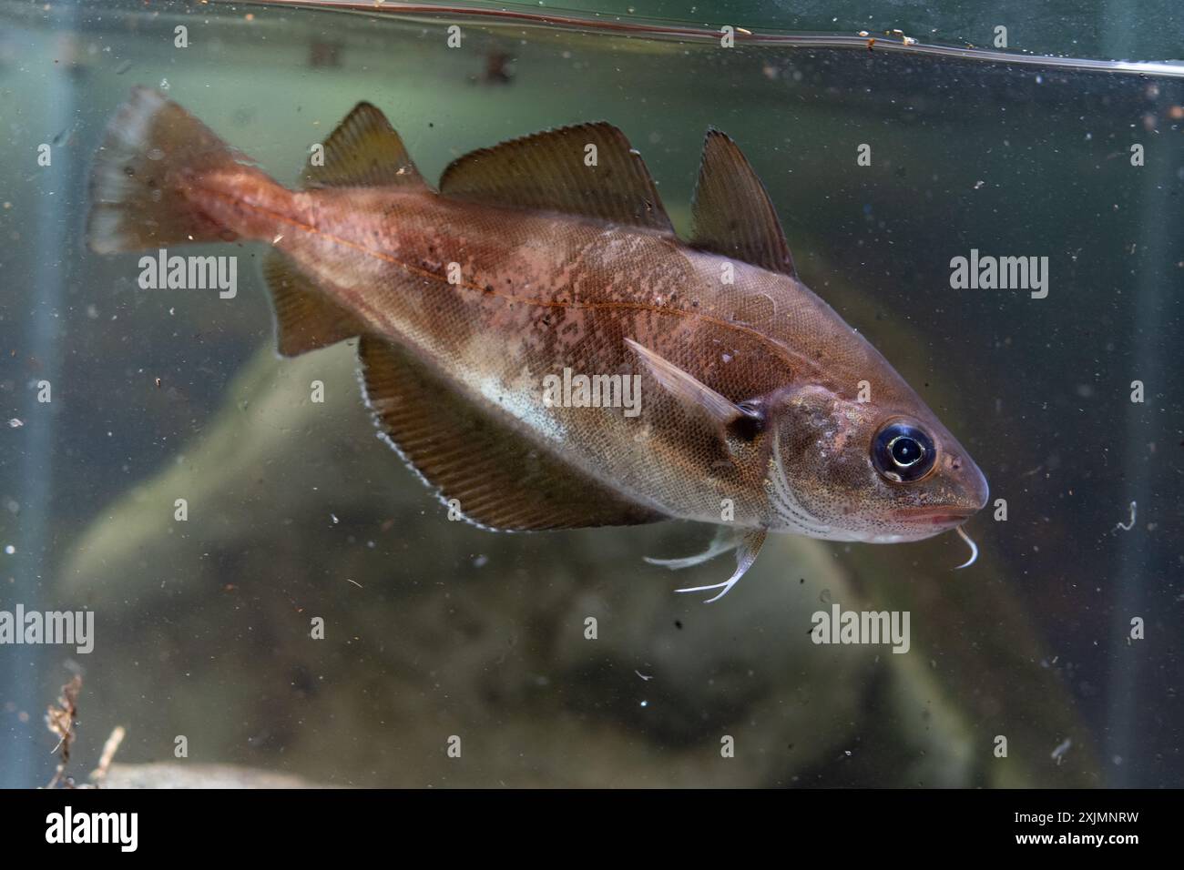 Pouting fish hi-res stock photography and images - Alamy