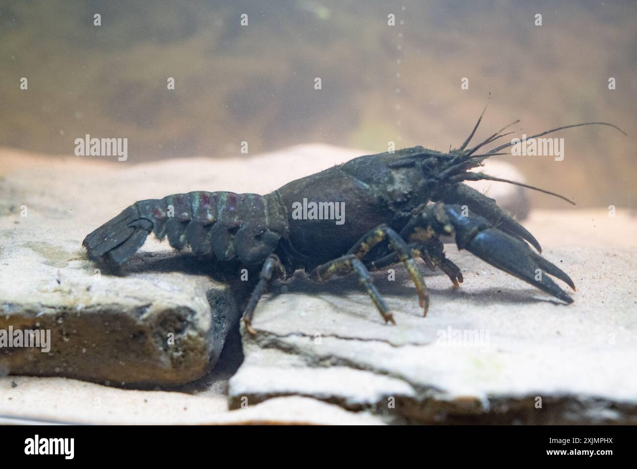 spiny cheeked crayfish Stock Photo - Alamy