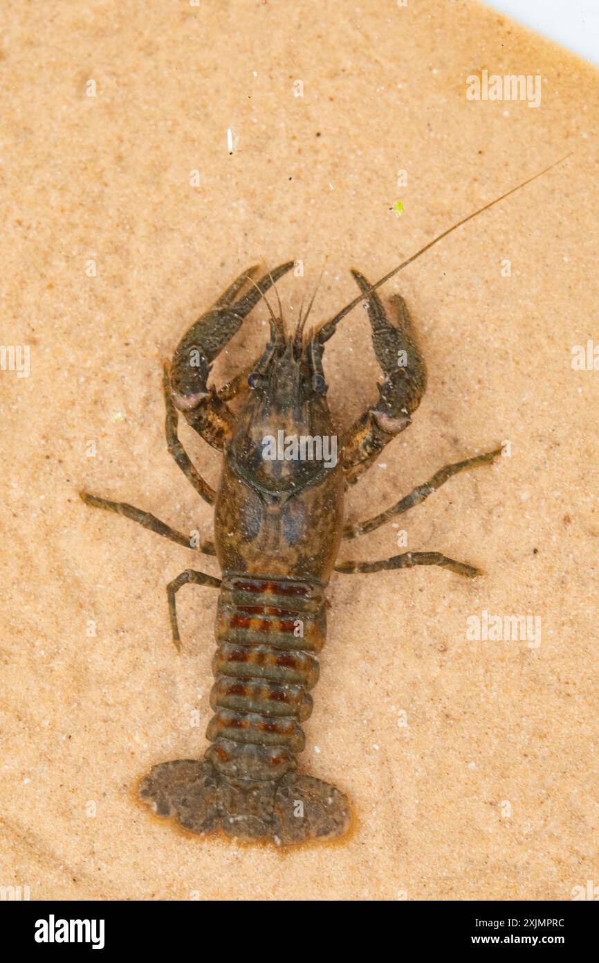spiny cheeked crayfish Stock Photo - Alamy