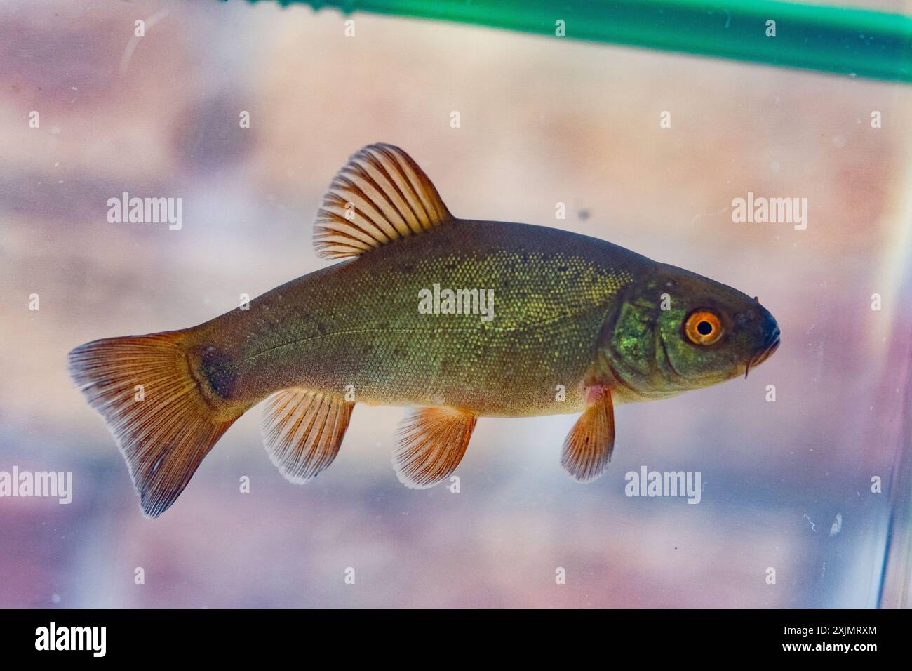 Tench uk hi-res stock photography and images - Alamy