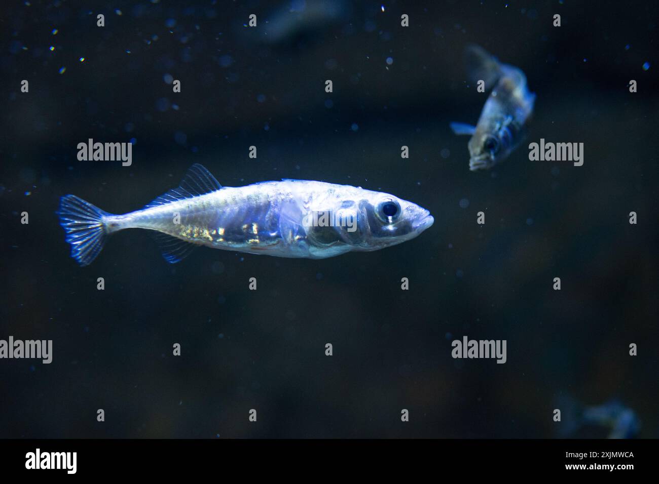 three spined stickleback in marine colours Stock Photo - Alamy