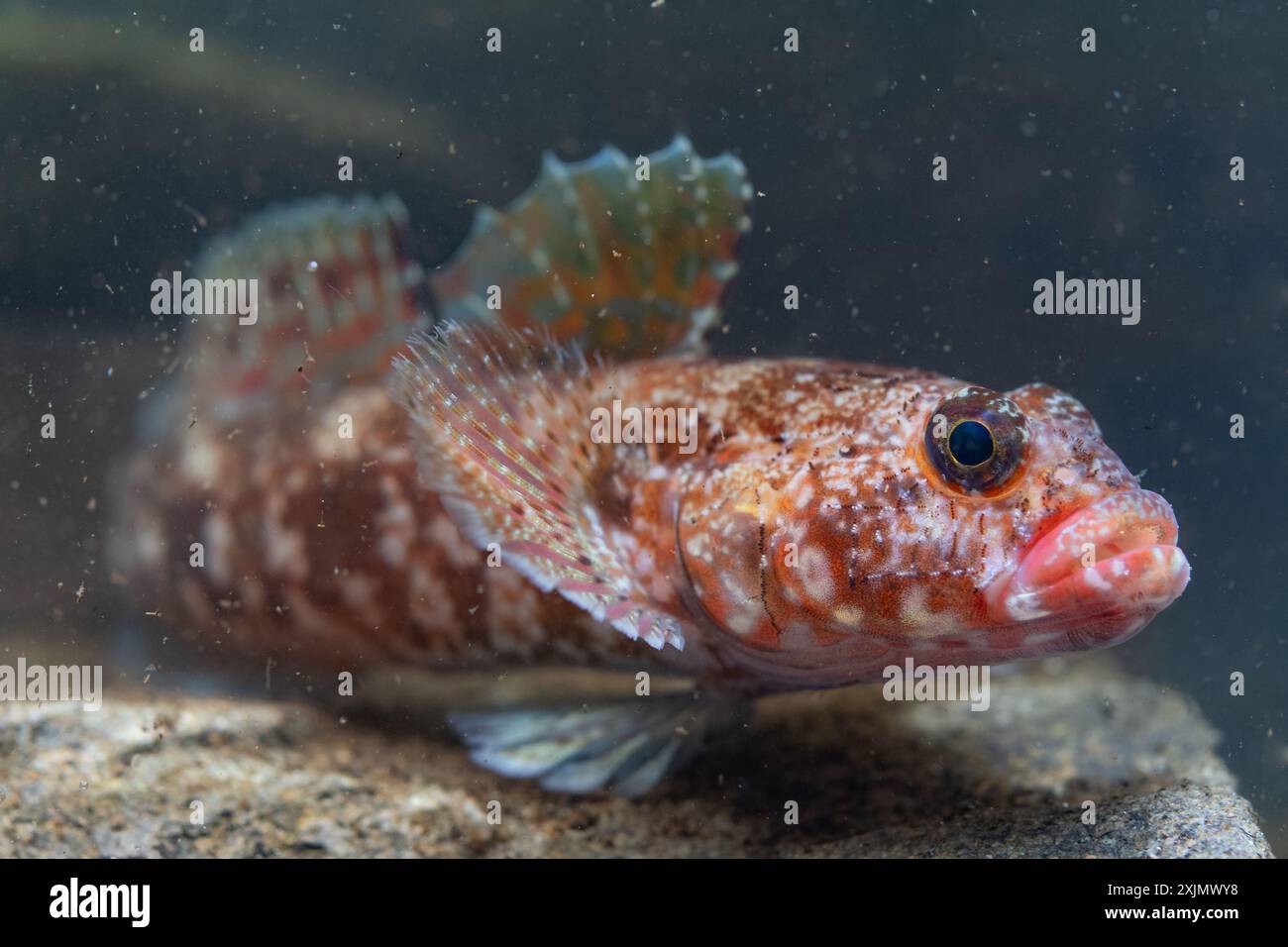 red mouth goby in ireland Stock Photo - Alamy