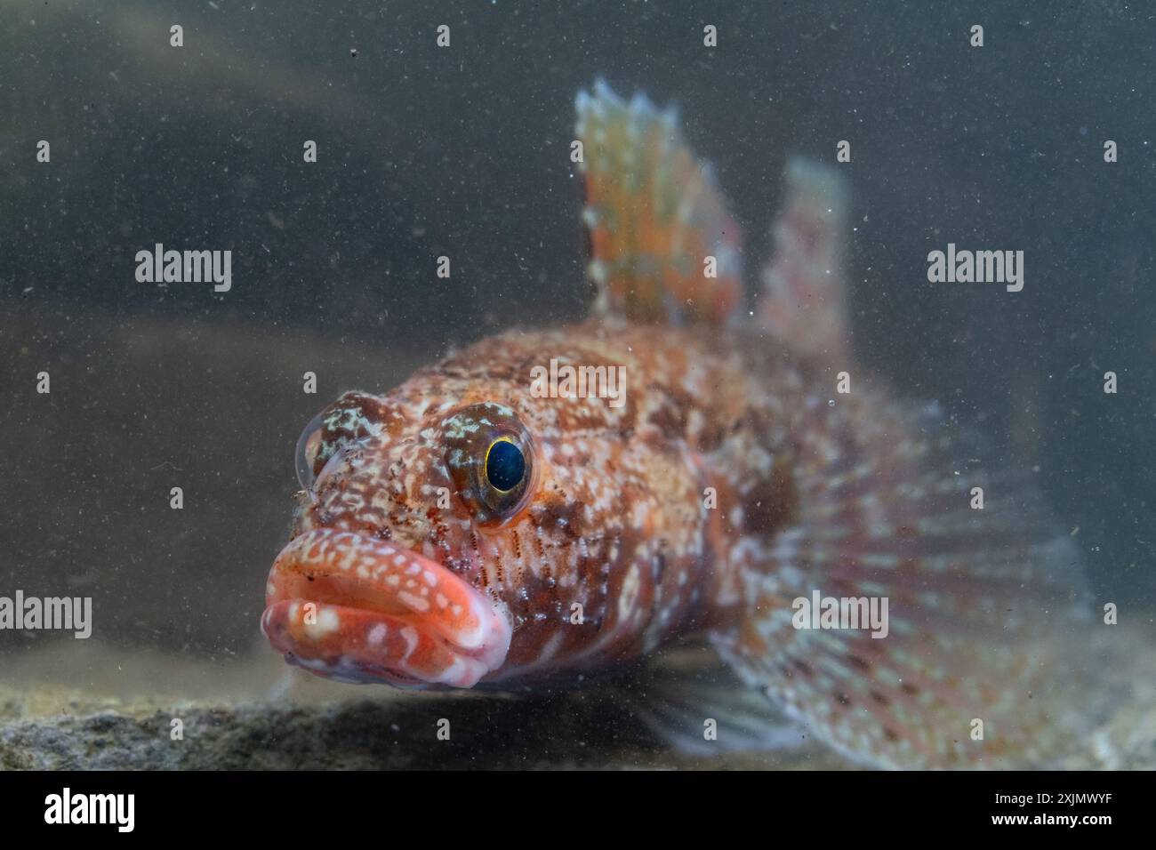 red mouth goby in ireland Stock Photo - Alamy