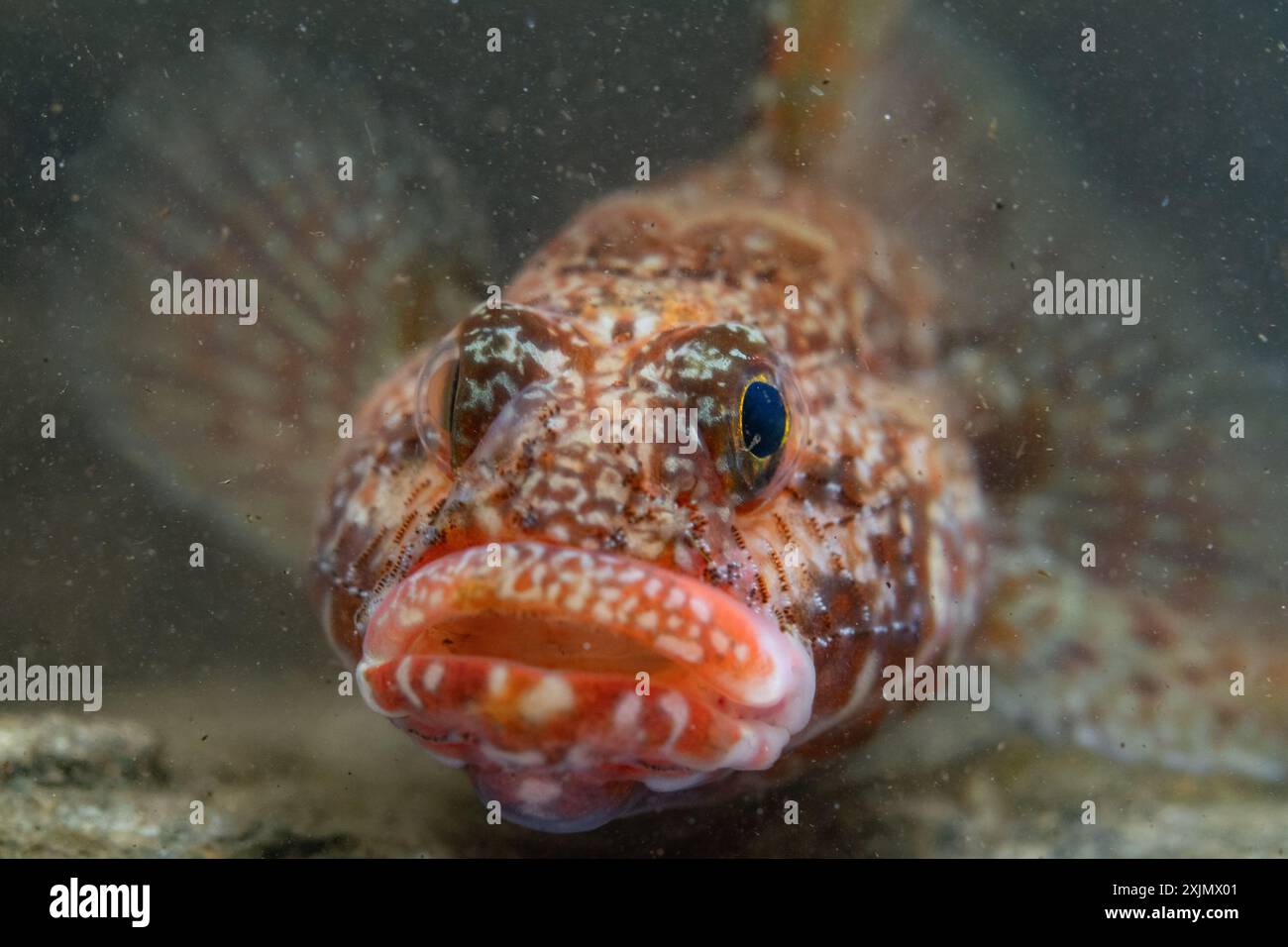 red mouth goby in ireland Stock Photo - Alamy