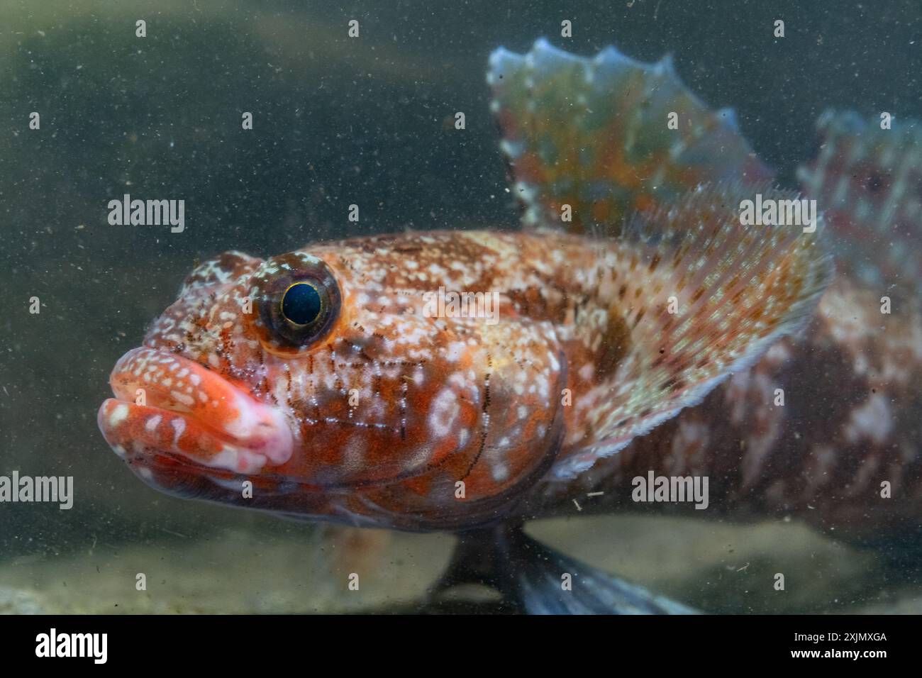 red mouth goby in ireland Stock Photo - Alamy