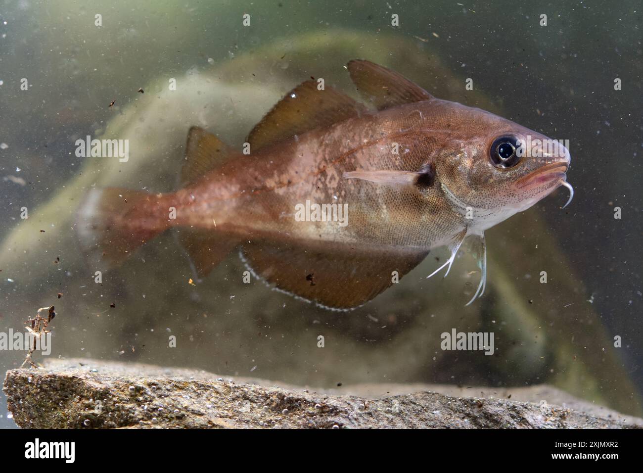 Pouting fish hi-res stock photography and images - Alamy