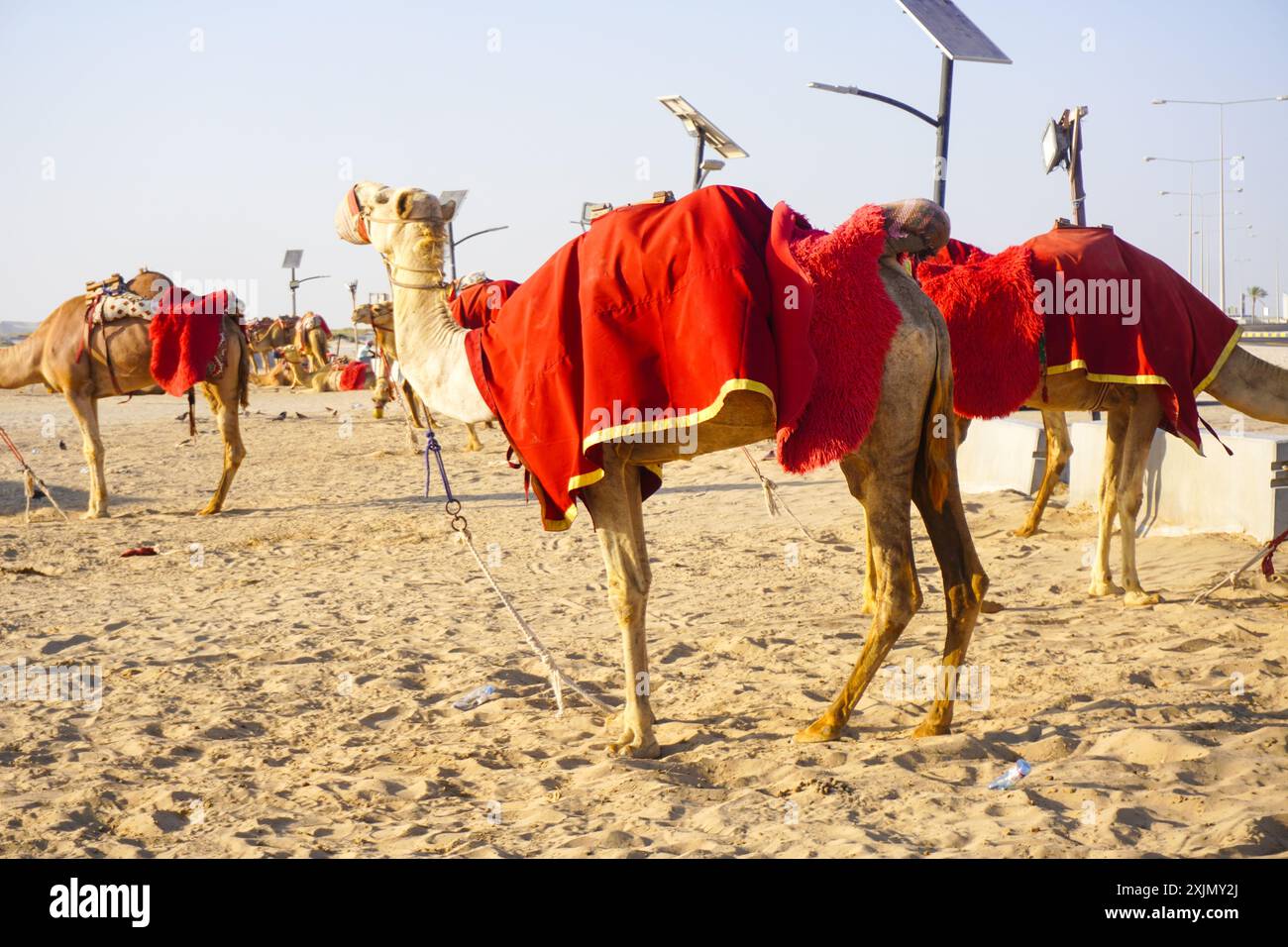 Camels for tourist to ride In Doha, Qatar Stock Photo - Alamy