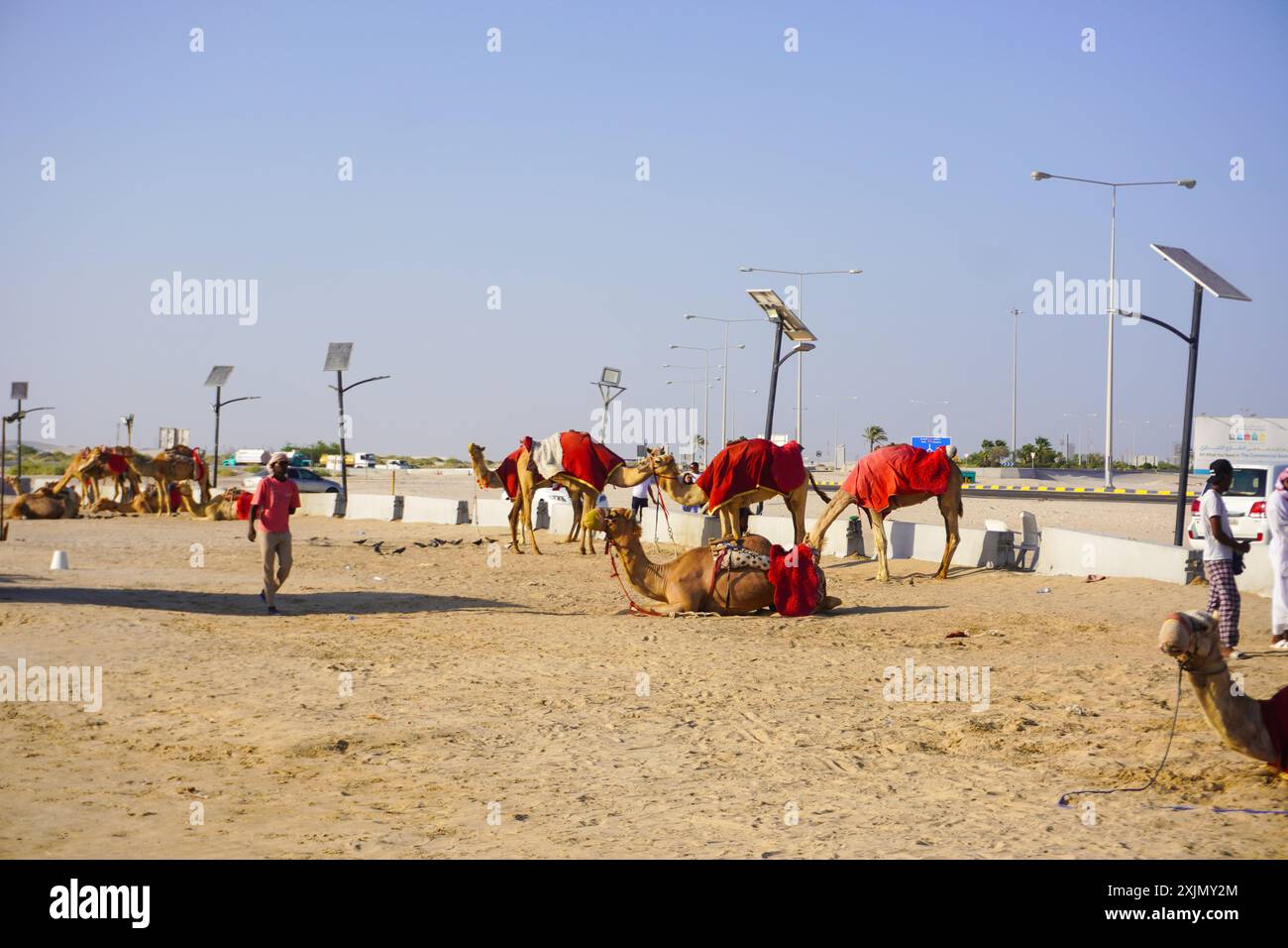 Riding camels in qatar hi-res stock photography and images - Alamy