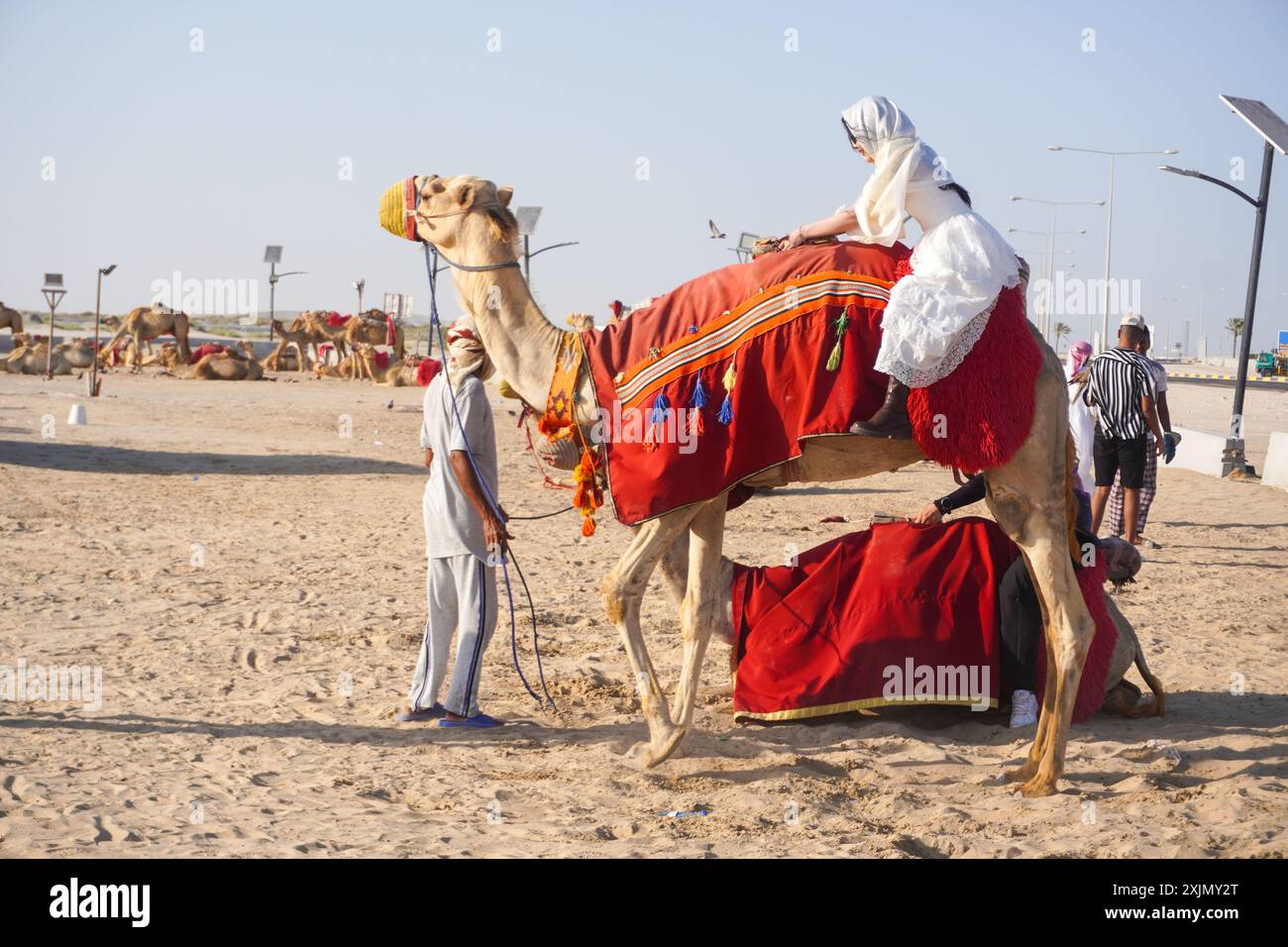 Camels for tourist to ride In Doha, Qatar Stock Photo - Alamy