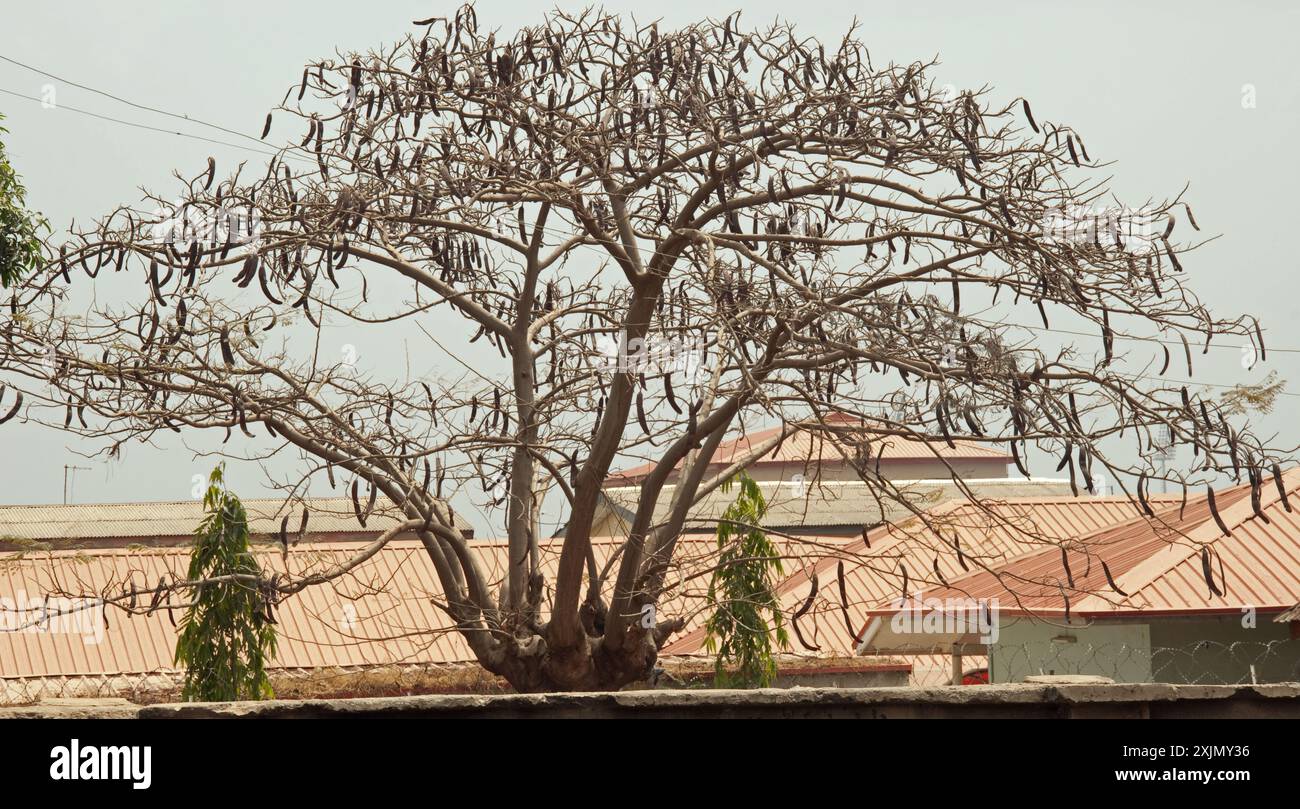Flame tree with seed pods hi-res stock photography and images - Alamy