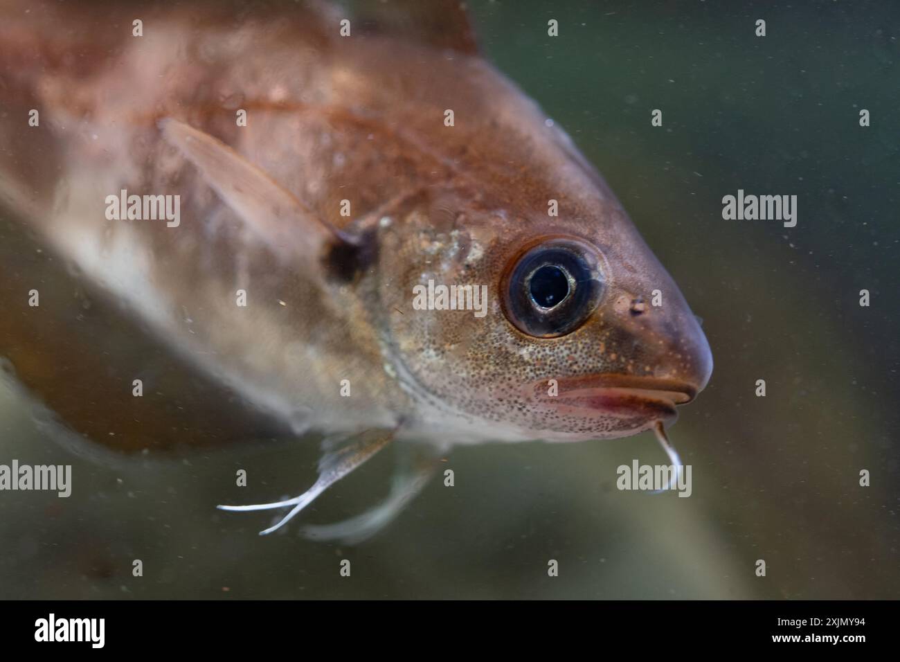 Pouting fish hi-res stock photography and images - Alamy