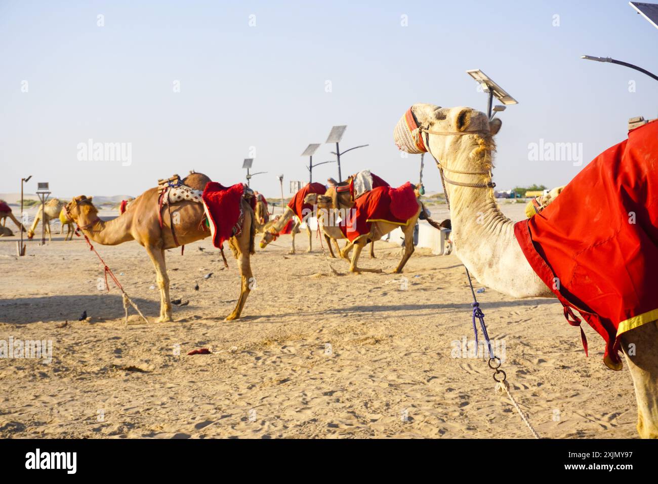 Camels for tourist to ride In Doha, Qatar Stock Photo - Alamy