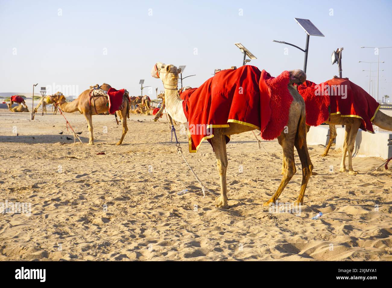 Camels for tourist to ride In Doha, Qatar Stock Photo - Alamy