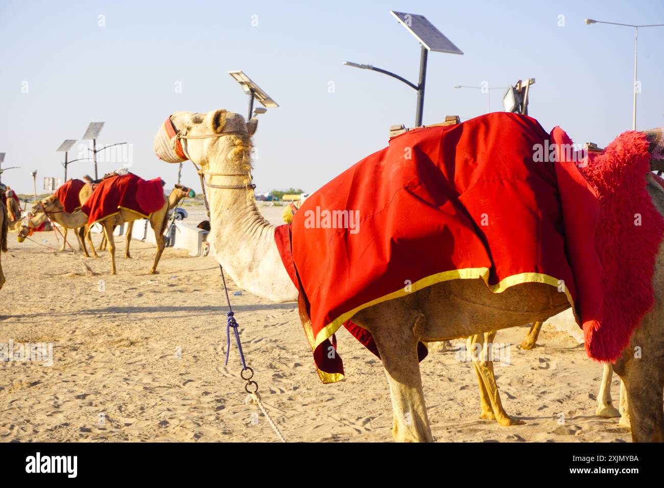 Camels for tourist to ride In Doha, Qatar Stock Photo - Alamy