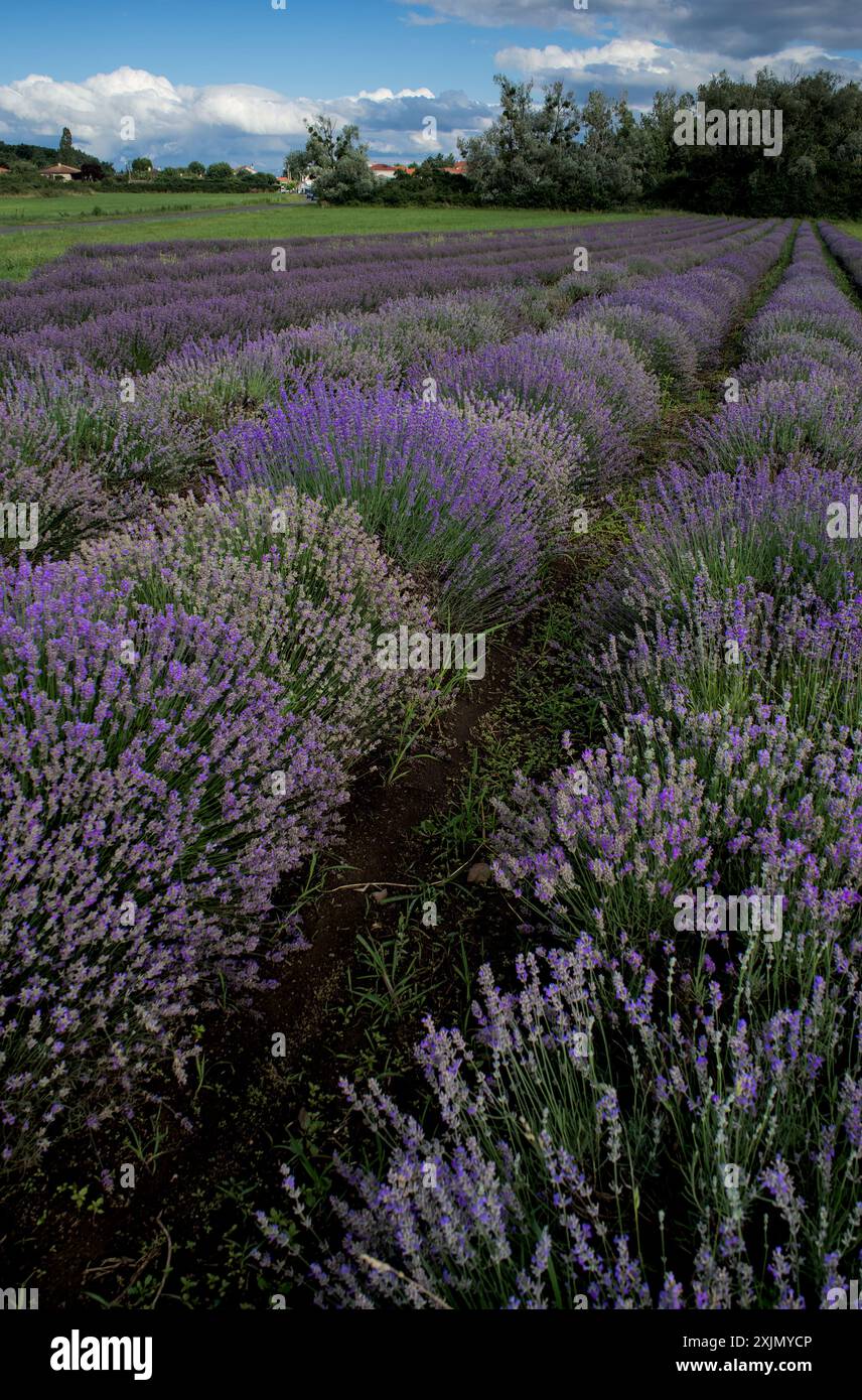 Lavender field. Rows of blue lavender plants in Auvergne Stock Photo ...