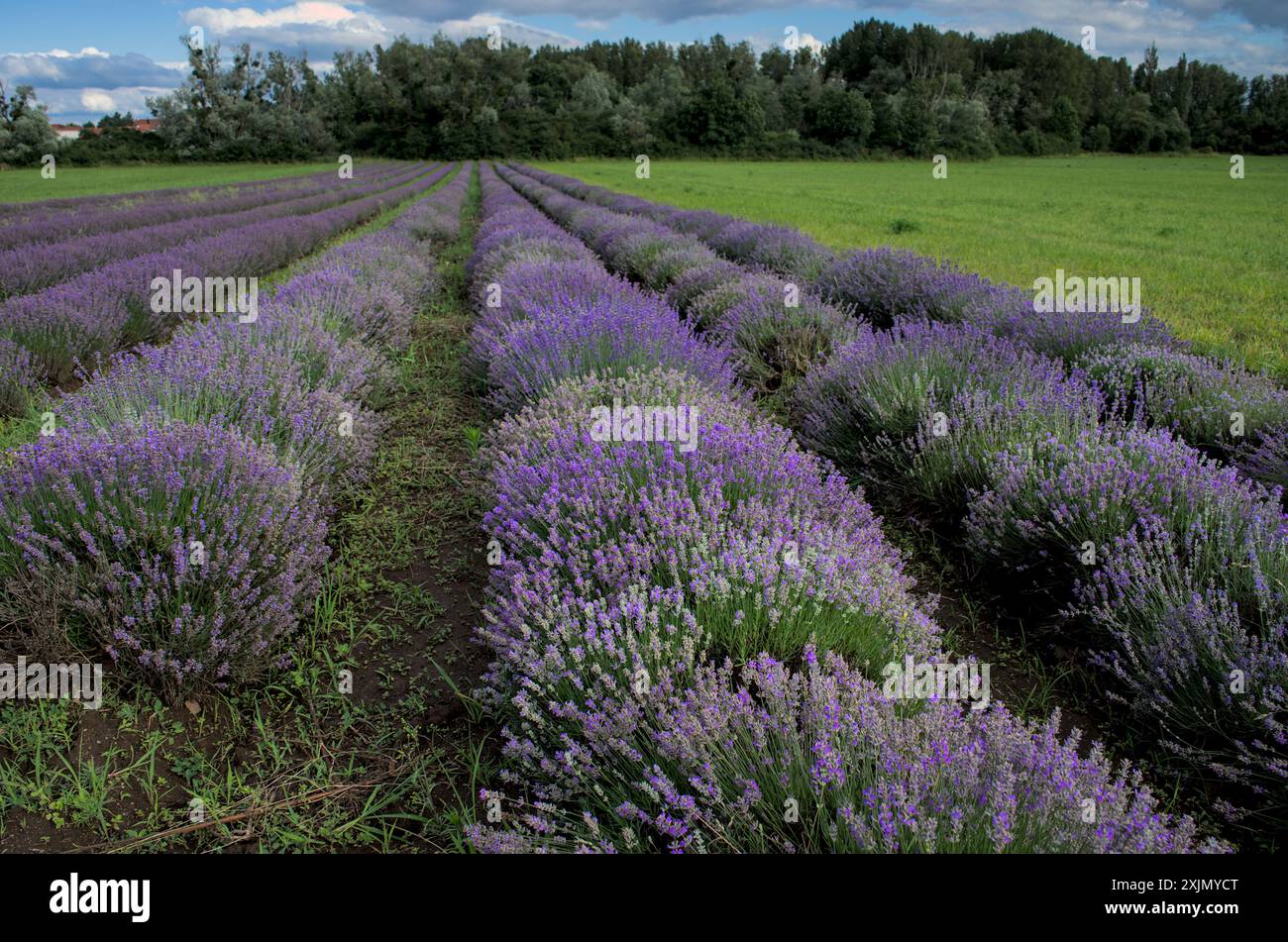 Lavender field. Rows of blue lavender plants in Auvergne Stock Photo ...