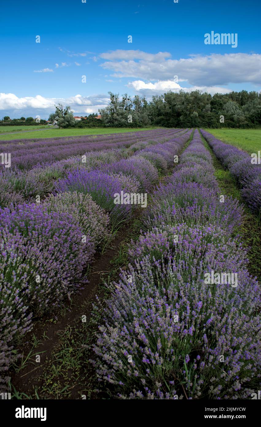 Lavender field. Rows of blue lavender plants in Auvergne Stock Photo ...