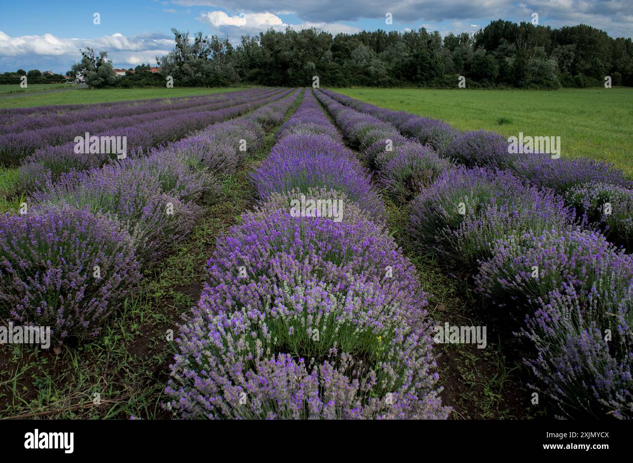 Lavender field. Rows of blue lavender plants in Auvergne Stock Photo ...