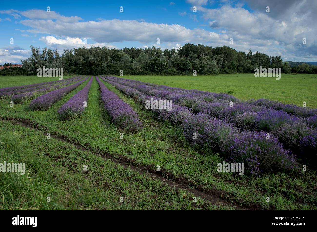 Lavender field. Rows of blue lavender plants in Auvergne Stock Photo ...