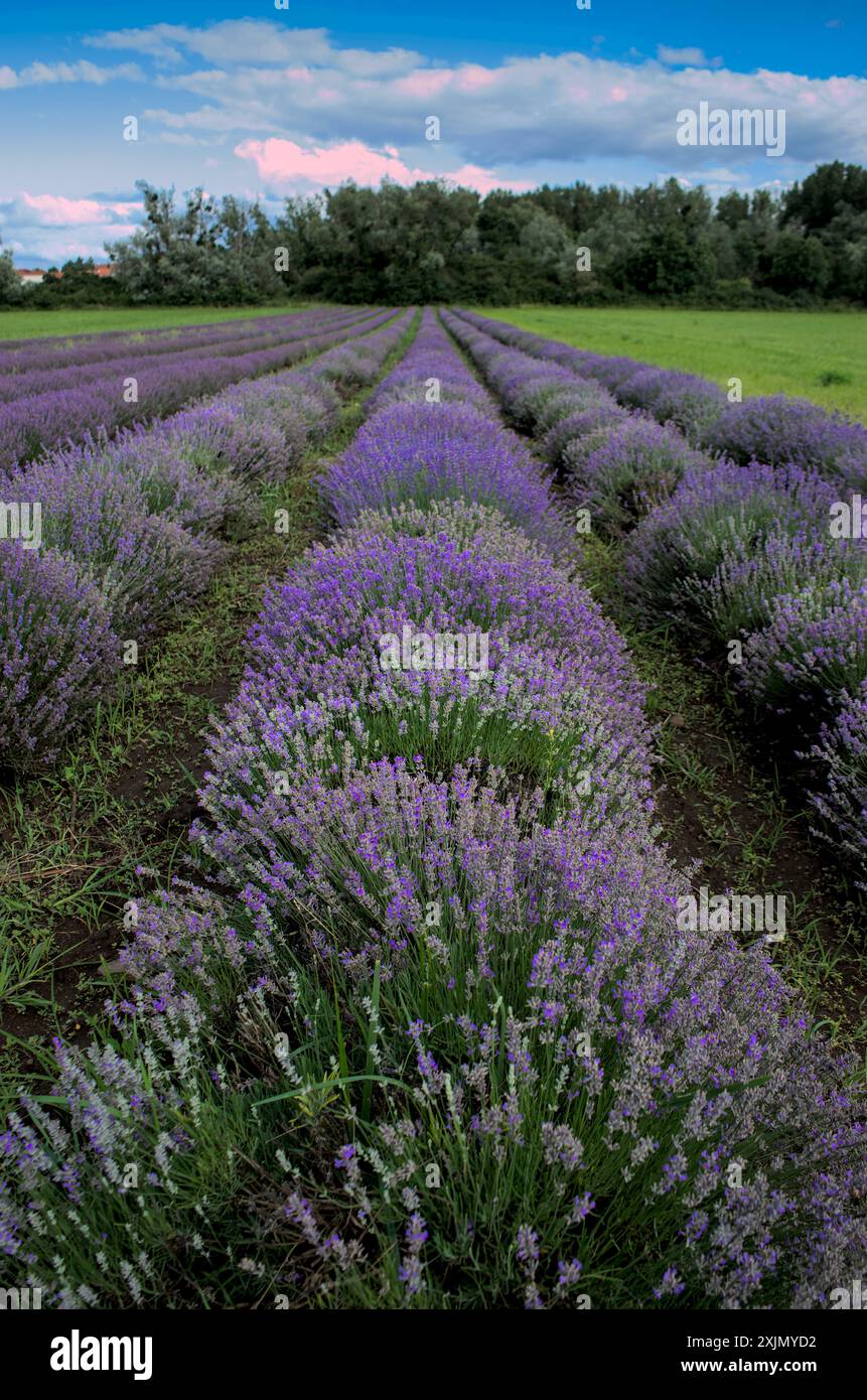 Lavender field. Rows of blue lavender plants in Auvergne Stock Photo ...