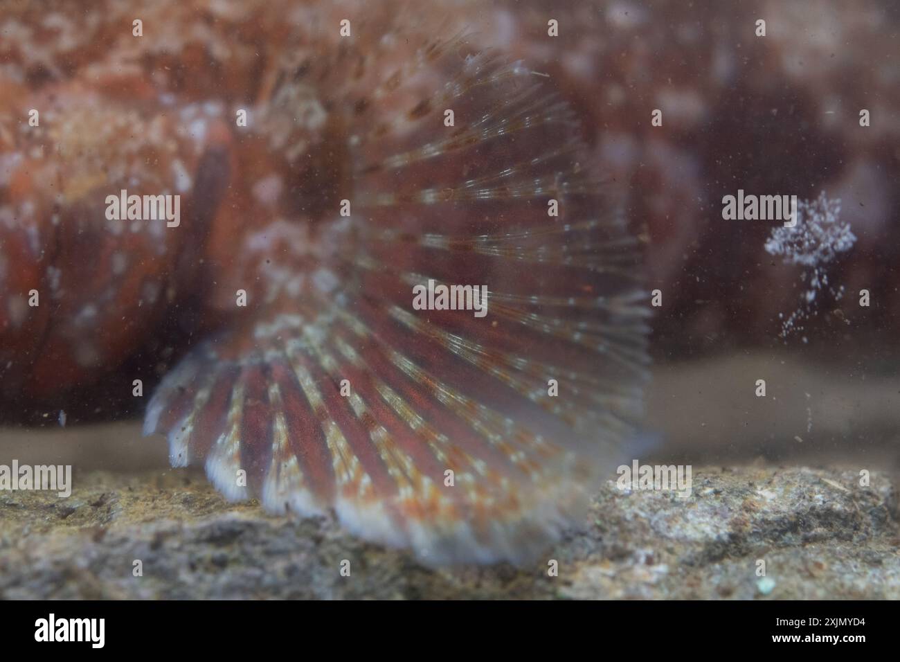 red mouth goby in ireland Stock Photo - Alamy