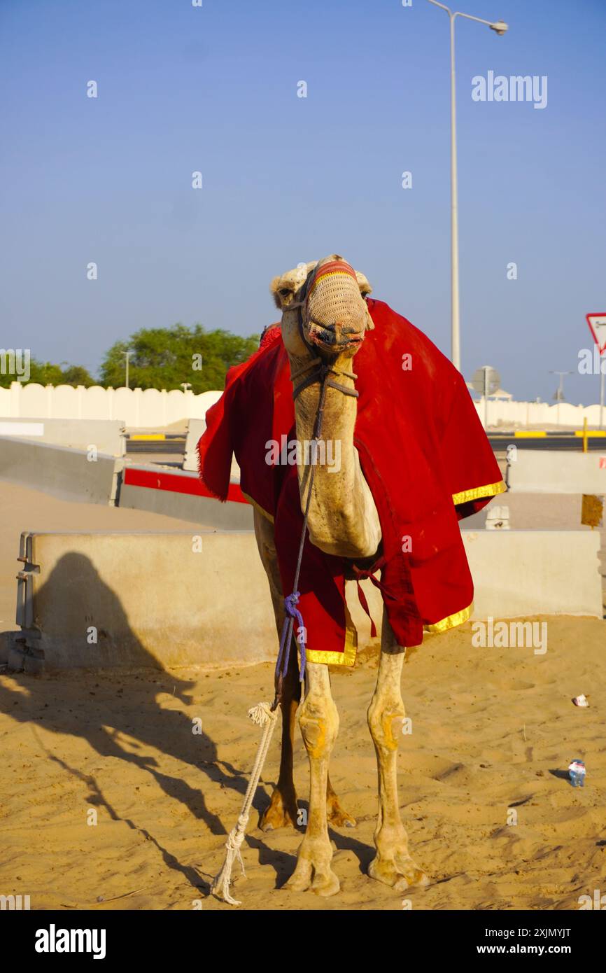 Riding camels in qatar hi-res stock photography and images - Alamy
